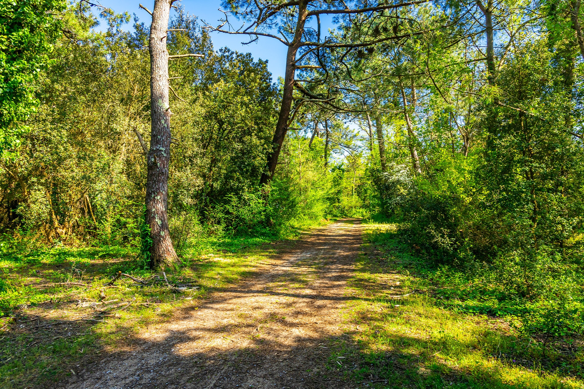 Authentic Rétaise Nature at our campsites in Ars-en-Ré |Romanée